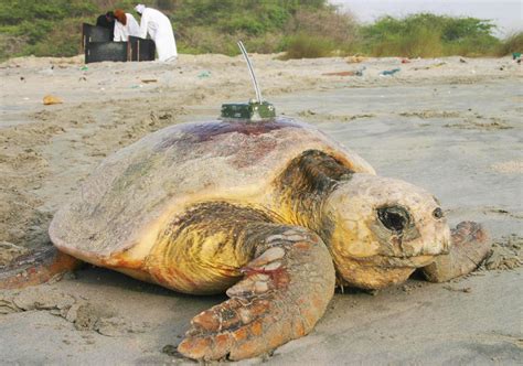 A Loggerhead Sea Turtle At Masirah Island In Oman