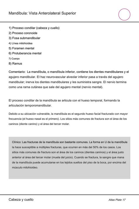 Cabeza Y Cuello Flashcards Netter UDocz Anatomy Cricut