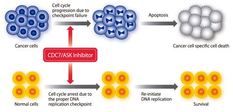 Carna Biosciences Inc Pipeline Cdc7ask Inhibitor