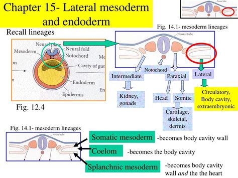 Ppt Chapter 15 Lateral Mesoderm And Endoderm Powerpoint Presentation Id 7040700