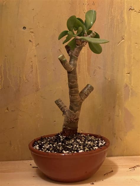 Massive Pruning Of This Crassula Ovata Rbonsai