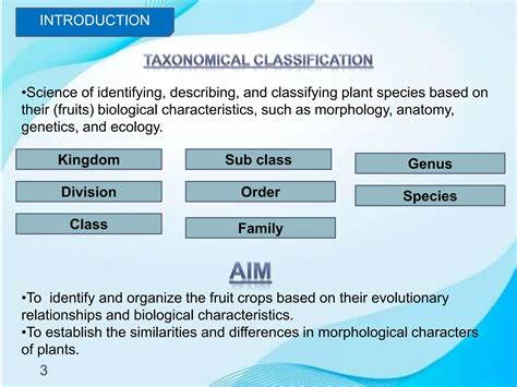 Taxonomical Classification Origin And Distribution Of Mango Banana