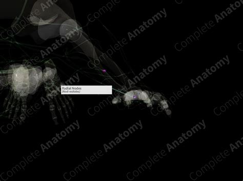 Radial Nodes Left Complete Anatomy