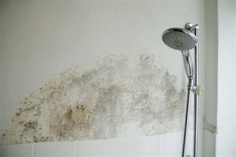 Why Does My Bathroom Smell Like Mildew Learn Methods