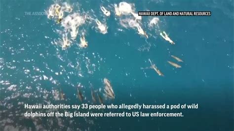 Hawaii Authorities Say 33 Swimmers Harassed Dolphins Youtube