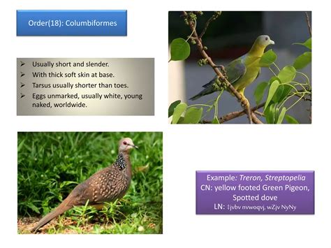 Classification Of Aves Pptx