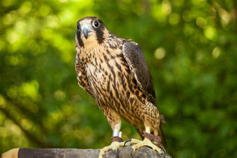Aves De Rapiña Tipos Especies Y Sus Características