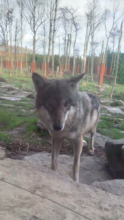 The Wolf Shorts Youtube
