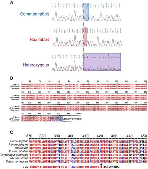 The 1362dela Mutation In Exon 9 Of Liph In Rex Rabbits A