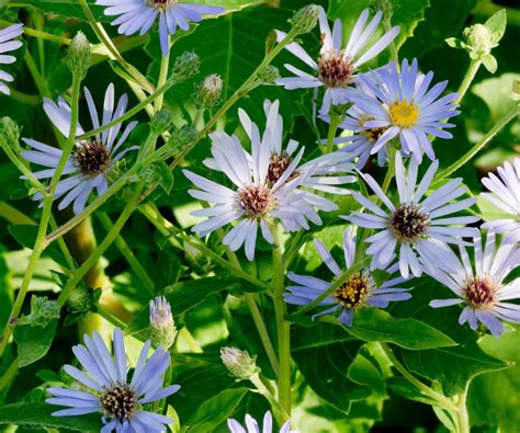 Best Aster Varieties 10 Beautiful Options With
