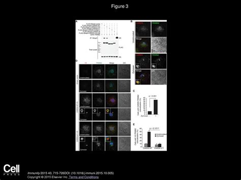 Volume 43 Issue 4 Pages October 2015 Ppt Download