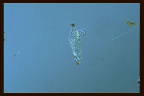 Protist Image Database