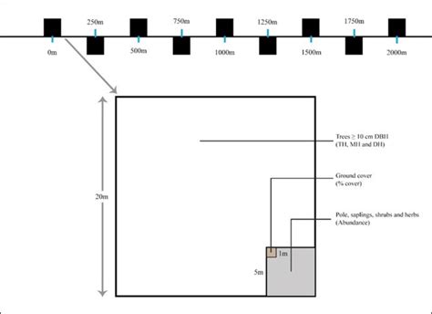 Belt Transect Sampling