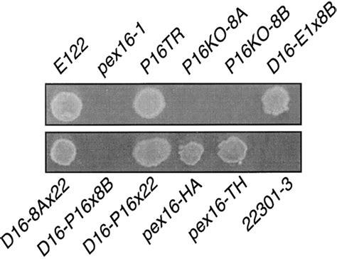 Growth Of Various Y Lipolytica Strains On Oleic Acid Containing
