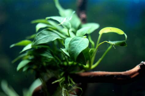 Купить Анубиас Бартера карликовый (Anubias barteri Nana) в Челябинске