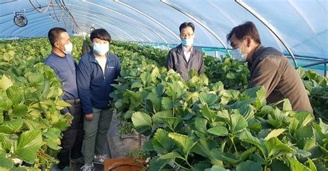 산청군 딸기 농가에 수정 벌 지원 1석2조 지역경제 활기