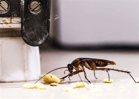 What Do Crickets Eat Diet Of Wild And Captive Crickets The Buginator