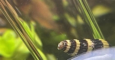 Snail Album On Imgur