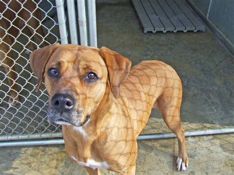 Beagle Lab Pit Mix At Pamela Bentley Blog