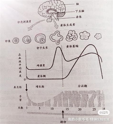 何为“雌激素优势”，对女性健康影响有多大 知乎