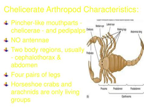 Ppt Phylum Arthropoda Powerpoint Presentation Free Download Id 2061969