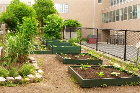 Growing Tomato Plant In Raised Bed Secrets To Juicy Harvests