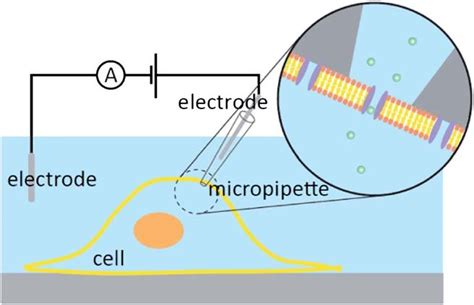 Scheme For A Whole Cell Patch Configuration A Fraction Of A Membrane
