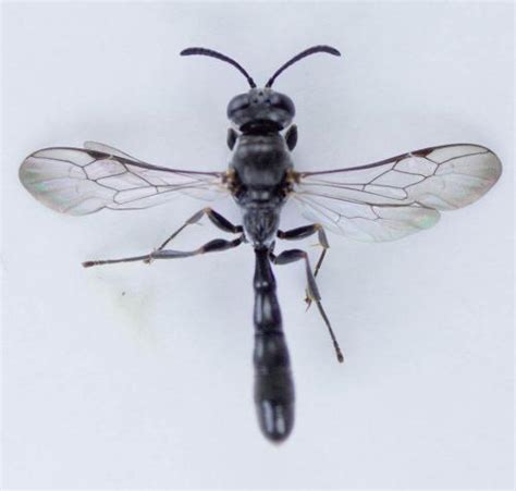 Trypoxylon Clavicerum Galerie