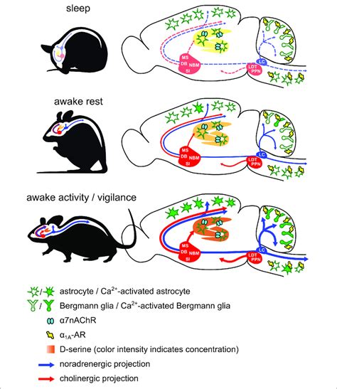 Diagram Of Behavioral State Dependent Activation Of Noradrenergic And