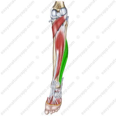 Leg Muscles Lateral Group Easy Anatomy 3d