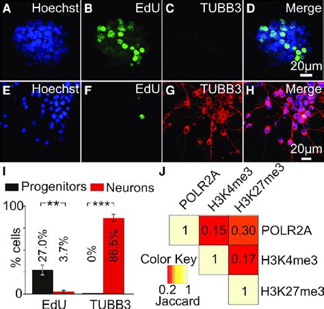 Identification Of Bivalent Genes Involved In Otic Neurogenesis A C