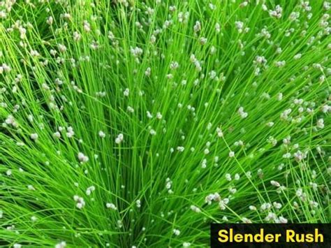 10 Weeds That Look Like Grass Invasive Grass Types Pictures Lawn Model