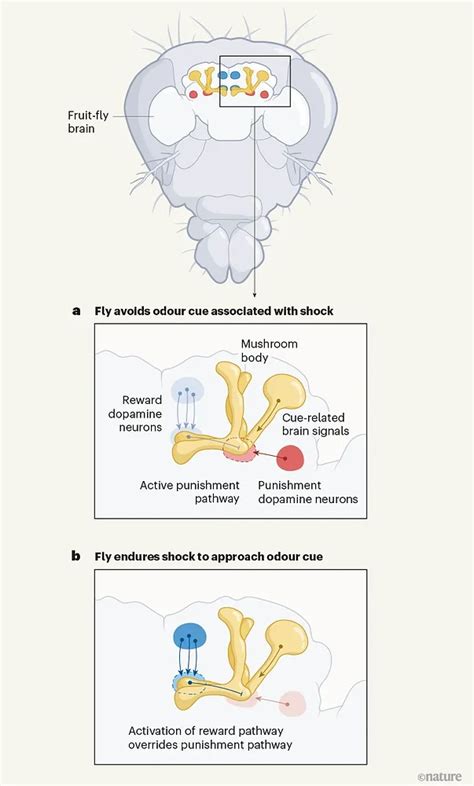 Dopamine Determines How Reward Overrides Risk