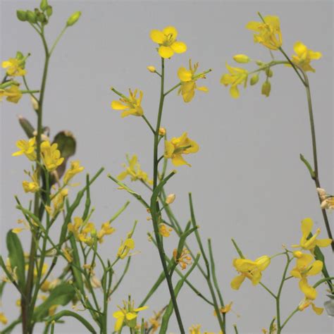 Carolina Investigations® For Use With Ap® Biology Population Genetics