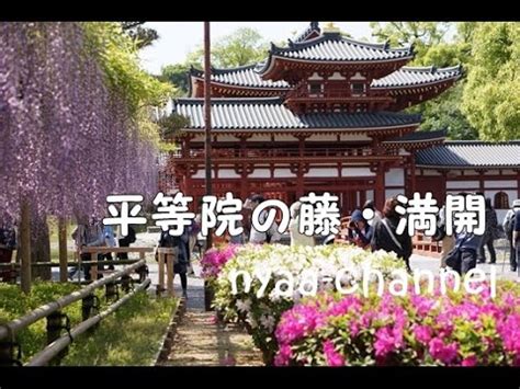 世界遺産 平等院の藤 3年ぶりの見頃2015 YouTube