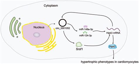 Circ 0001052 Promotes Cardiac Hypertrophy Via Elevating Hipk3 Figure F7 Aging