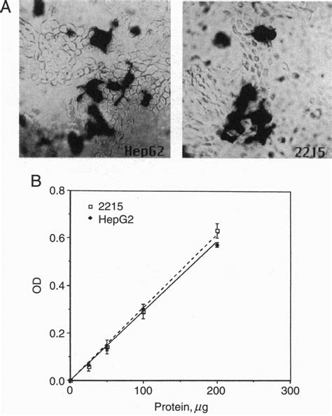 Analysis Of Transcriptional Activity Of Endogenous P53 In Hepg2 And