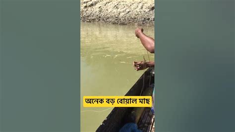 নদী থেকে বিশাল বড় বোয়াল মাছ ধরা পরলো বড়শিতে 🎣🎣🎣🎣🎣 Fishing Youtube