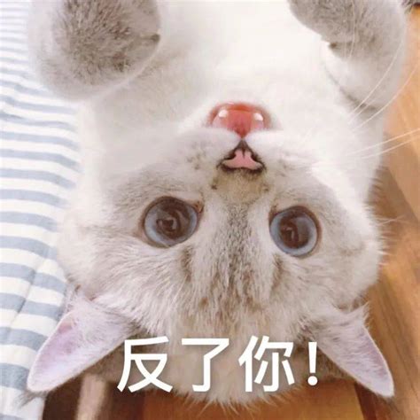 表情包大全 表情包动图 包大全 包动图 表情