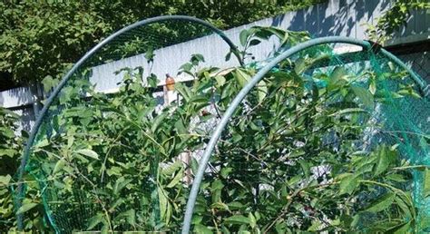 Защита вишни от птиц Если дерево высокое нужно несколько сеток разматывать вдоль и большие