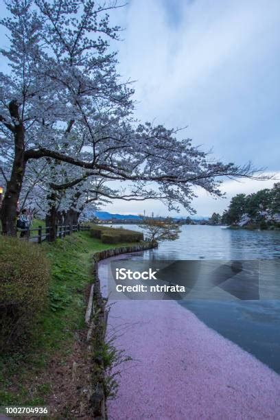 Cherry Blossom Festival At Takamatsu Park Morioka Iwate Tohoku Japan On
