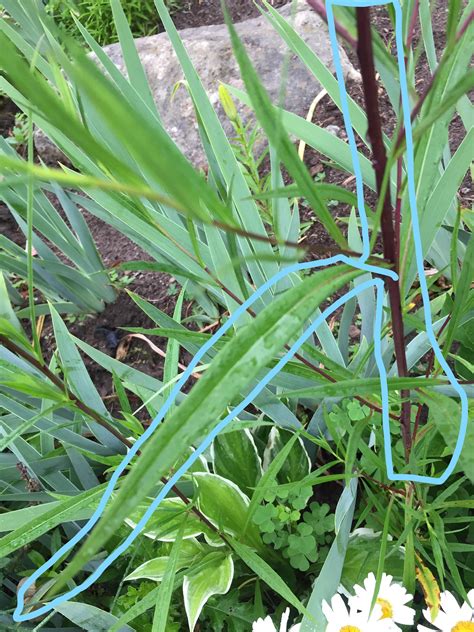 Zone 6 Whats This Tall Plant With Long And Thin Leave R Whatsthisplant