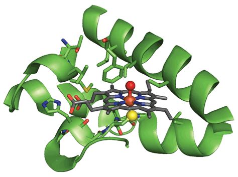 Cytochrome P450 Enzymes Understanding The F1000research