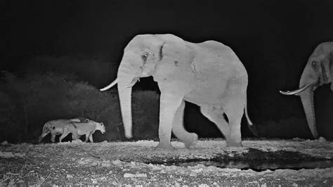 Lions Chased Away By Elephants Ol Donyo Youtube