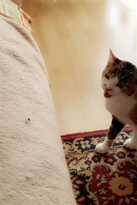 Two Pawed Slap Scrolller