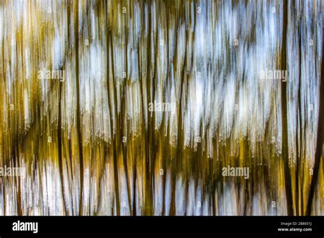 Blurry Distorted Trees In A Park Landscape Dreamlike Motion Blur Stock Photo Alamy