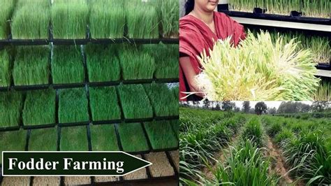 15 Best Money Making Agriculture Business Ideas In India