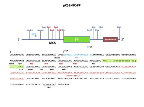 Addgene Pcs2 8cmcherry