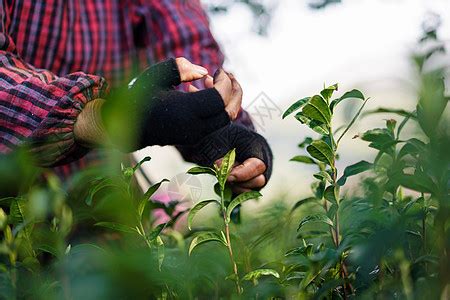茶园里正在生长的茶芽高清图片下载 正版图片500968459 摄图网