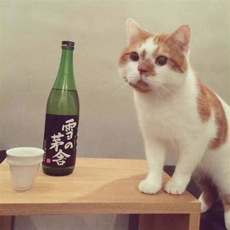后来才知道过于粘人过于在乎细节过于温柔爱吃醋爱胡思乱想占有欲极强的人是不会被人珍惜的巨蟹天蝎双鱼 细节 双鱼